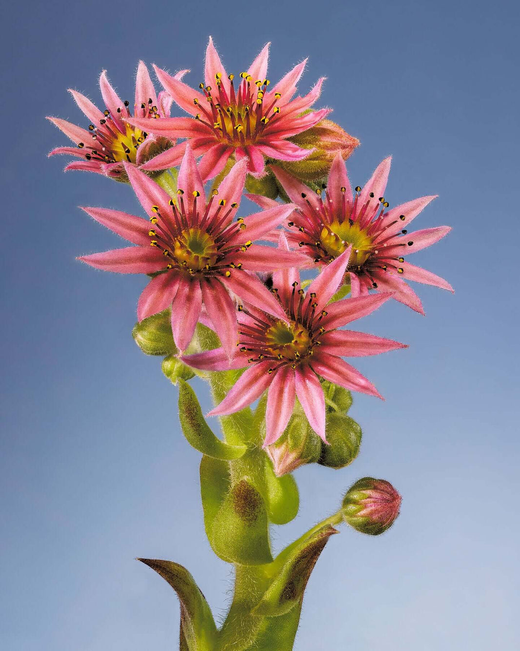 Buy limited edition fine art photography of flowers, animals and birds ...