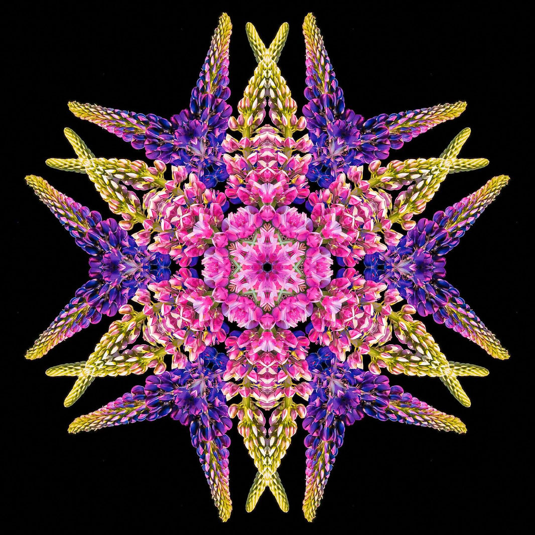 Buy limited edition fine art photography of flowers, animals and birds ...