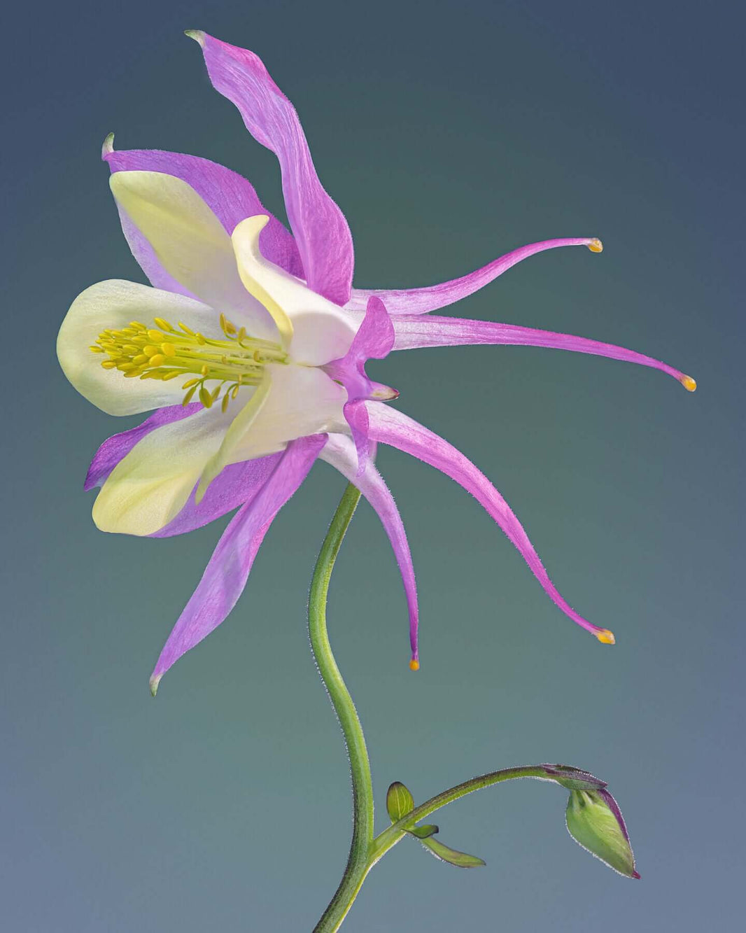 Buy limited edition fine art photography of flowers, animals and birds ...